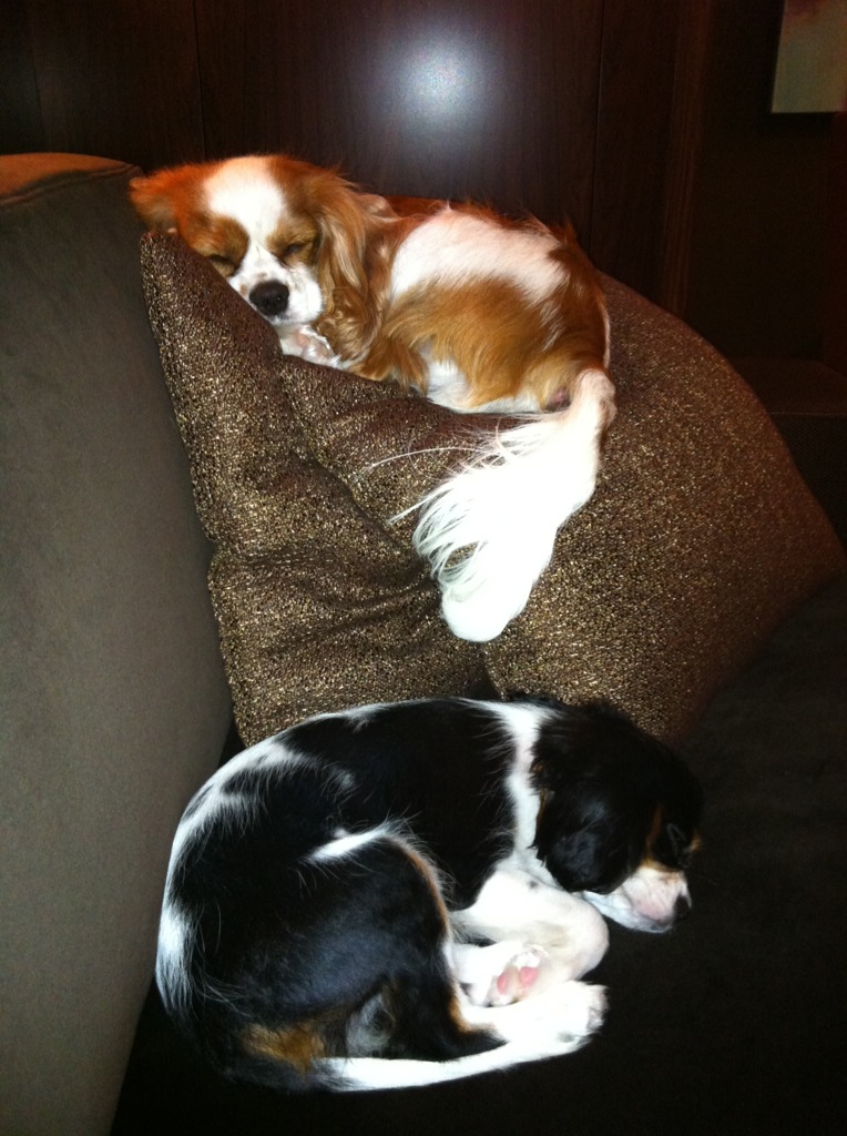 Cavalier King Charles Spaniels Lexi and Harley at Home on Hollywood ...
