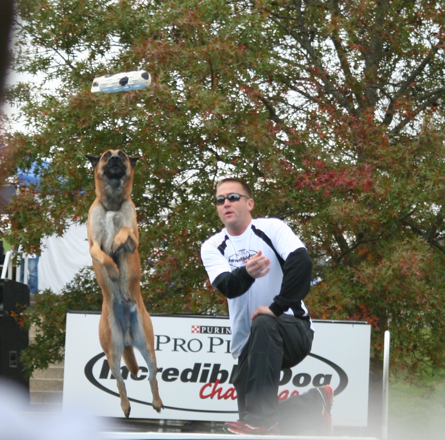 Dog Pictures - Two Little Cavaliers