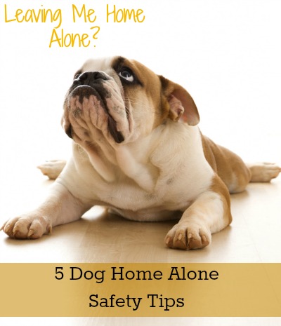 Dog Home Alone Safety Tips - Two Little Cavaliers