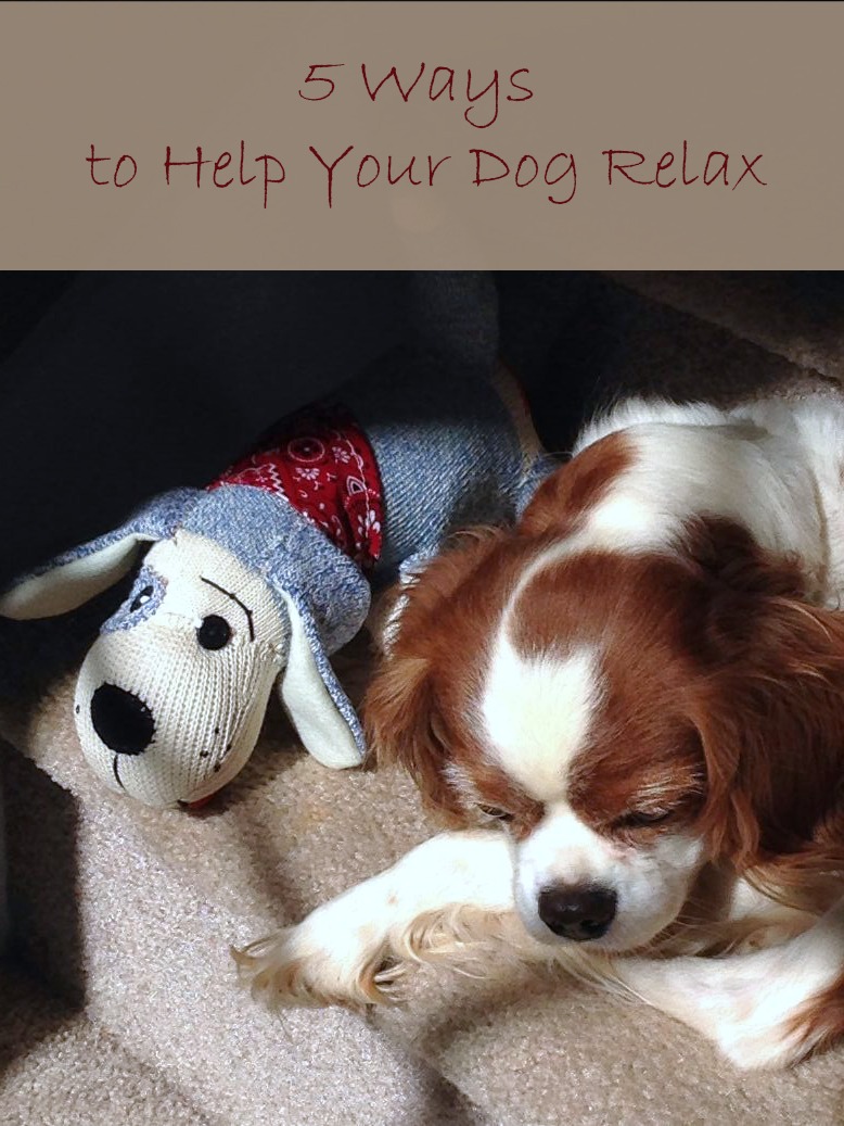 5 Ways to Help Your Dog Relax - Two Little Cavaliers