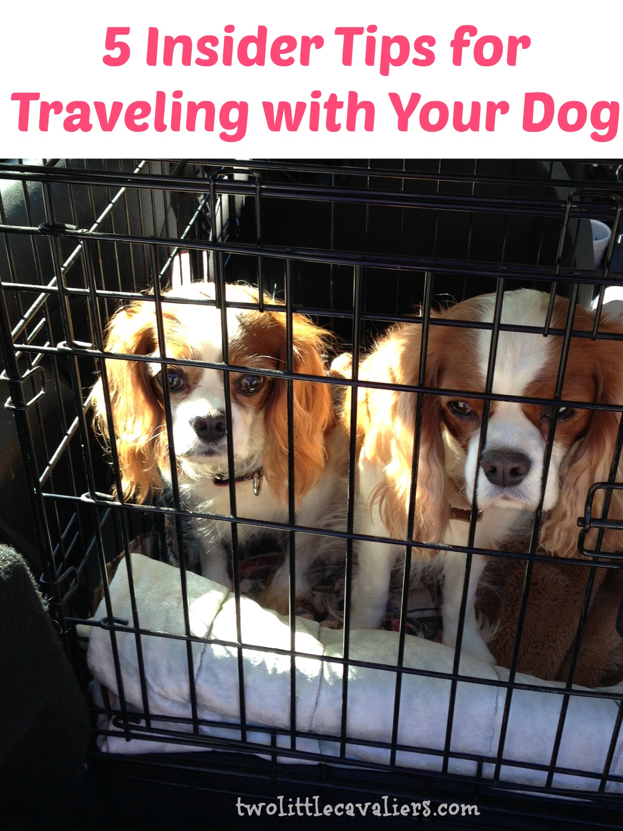 5 Insider Tips for Traveling with Your Dog