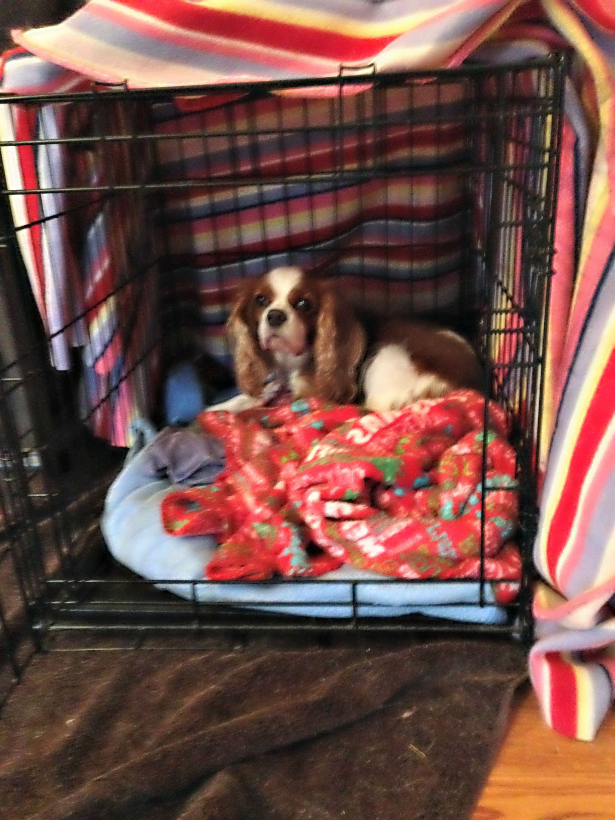 Make A Crate A Home For #CrateHappyPets
